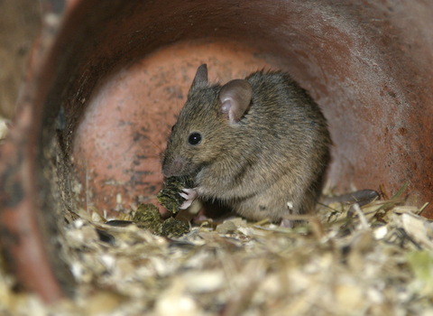House mouse The Wildlife Trusts